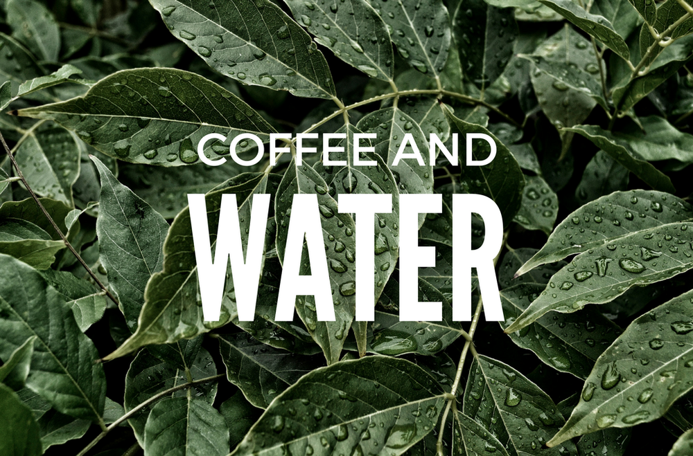 Coffee and Water: A special relationship